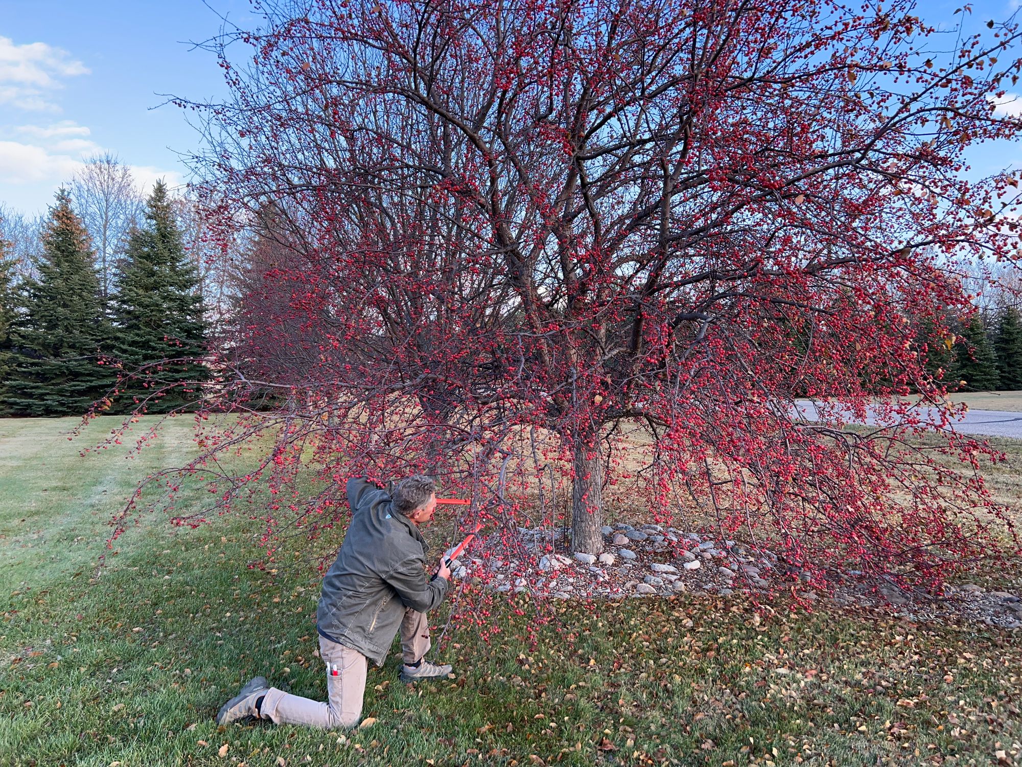 Red Splendor Flowering Crabapple: Is It Time to Prune? Fireblight ...