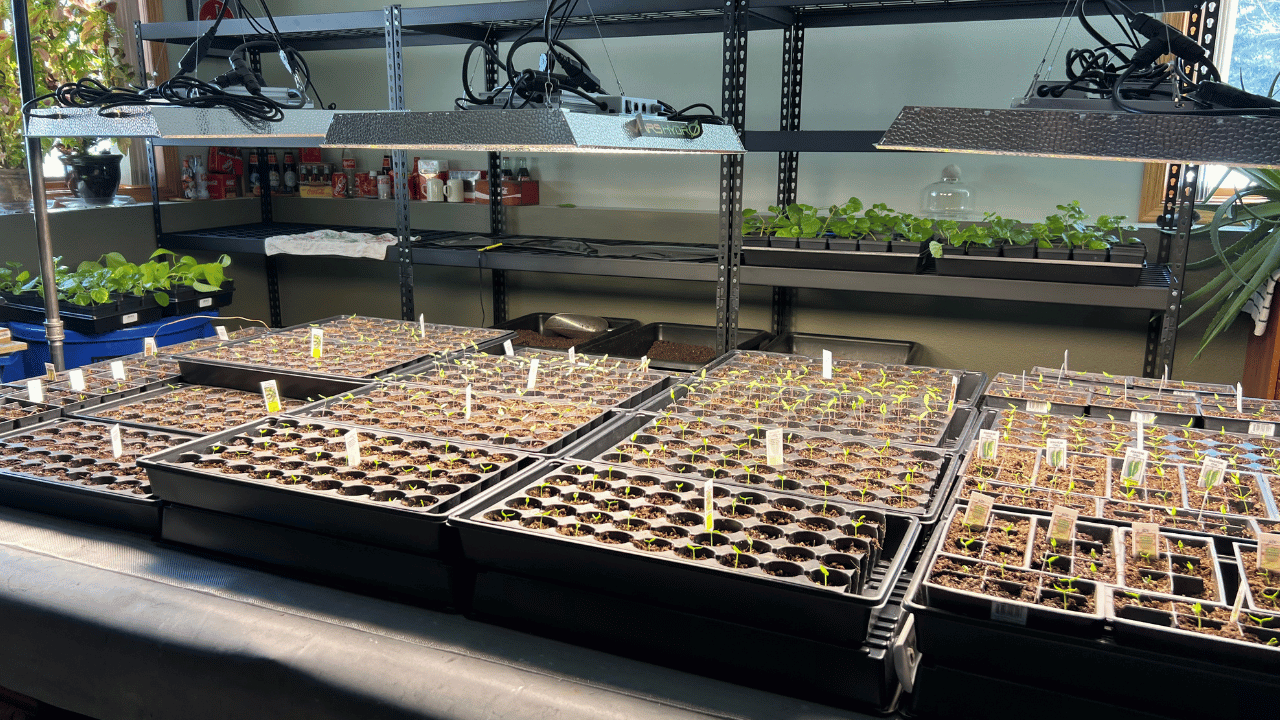 How To Convert A Room Into A Seed Starting Area | My Setup