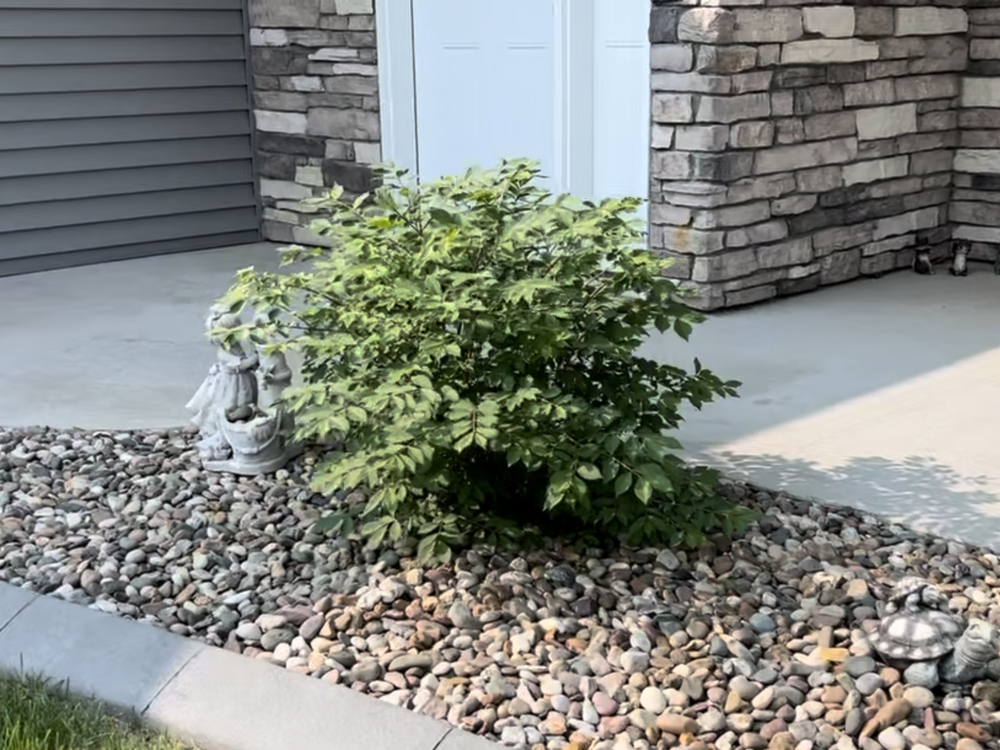 Dwarf Burning Bush | Euonymus alatus 'Compactus'