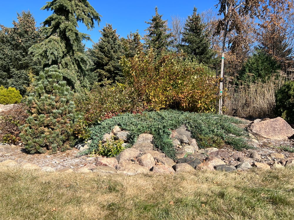 Hardy Junipers For Your Landscape: So Many Sizes, Shapes, And Colors