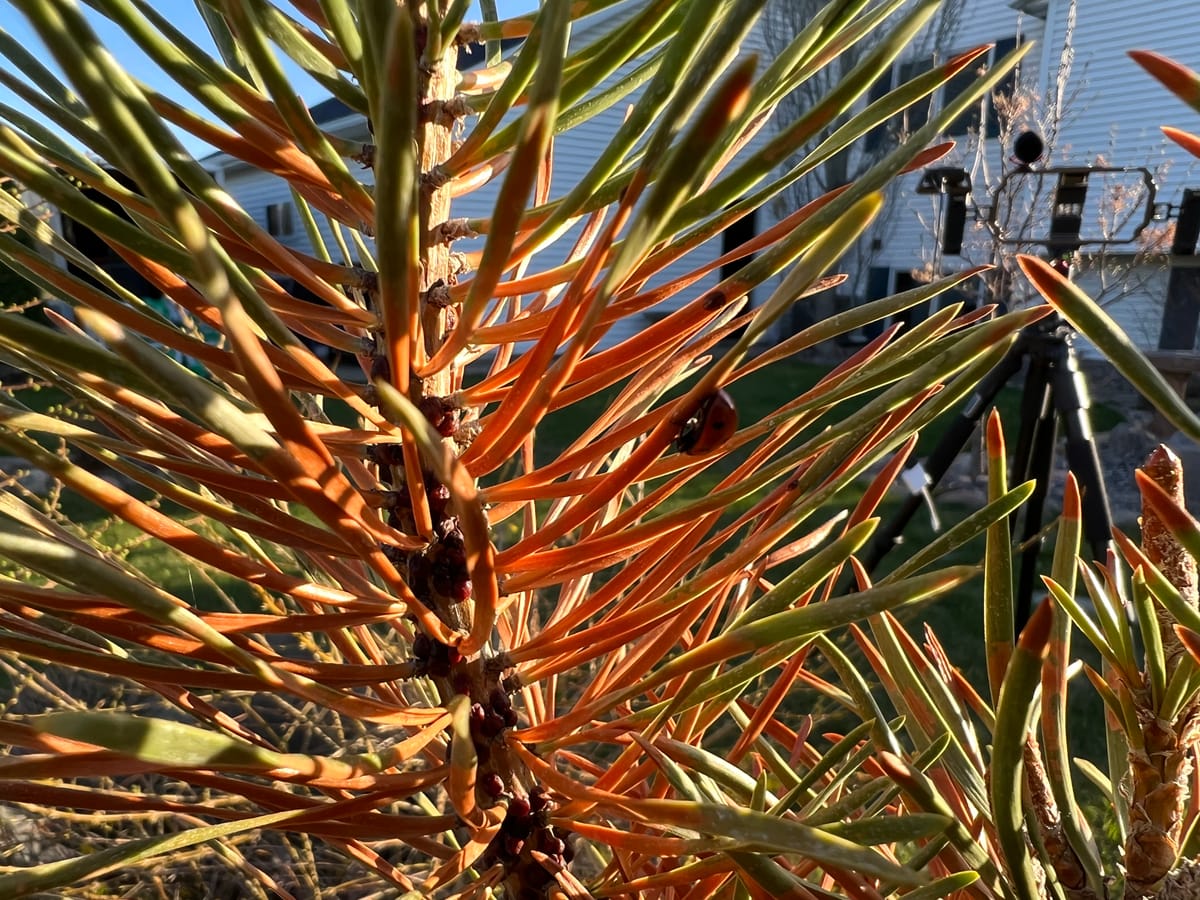 Pine Tortoise Scale: Soft Scale Insect on Jack Pine, Scotch Pine and ...