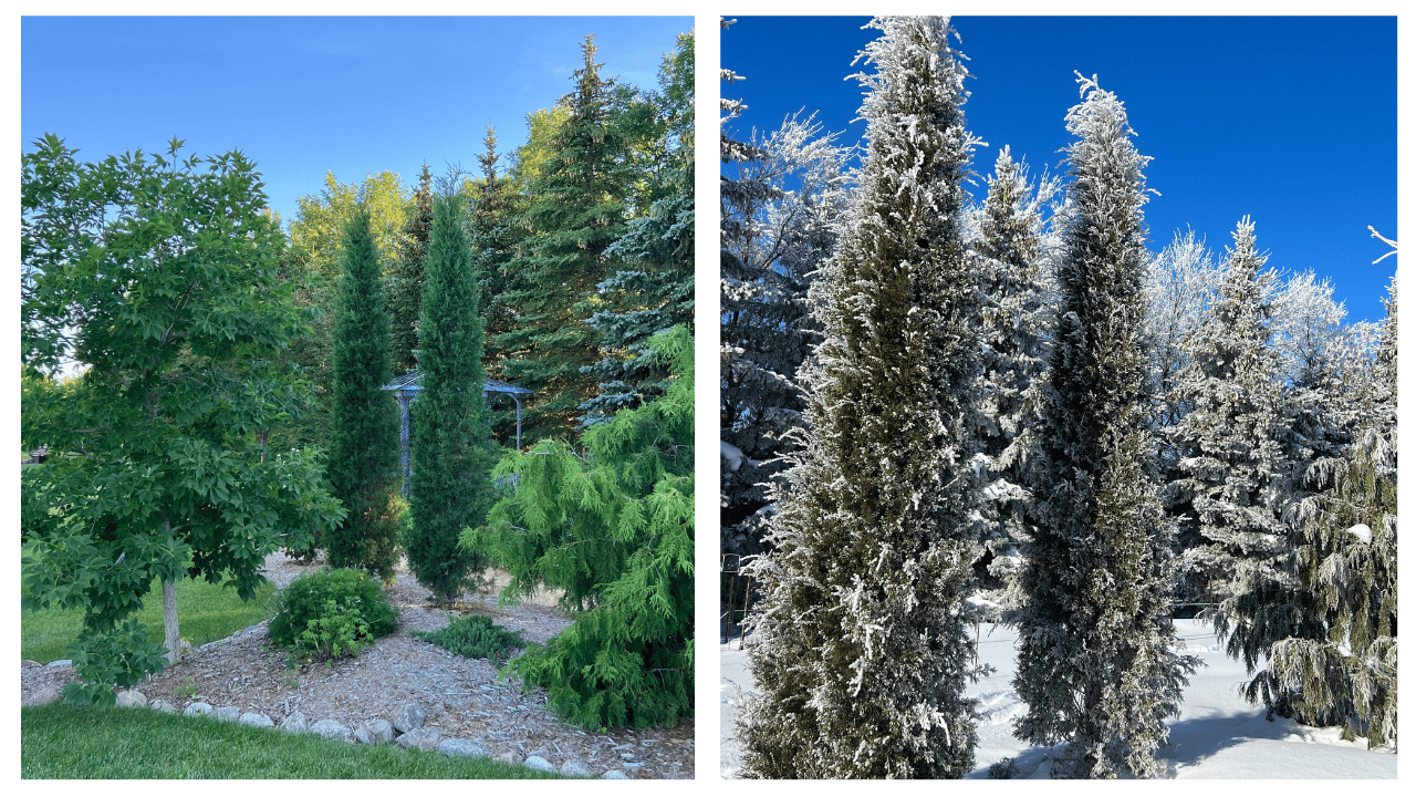 Evergreens That WOW: A Summer to Winter Comparison
