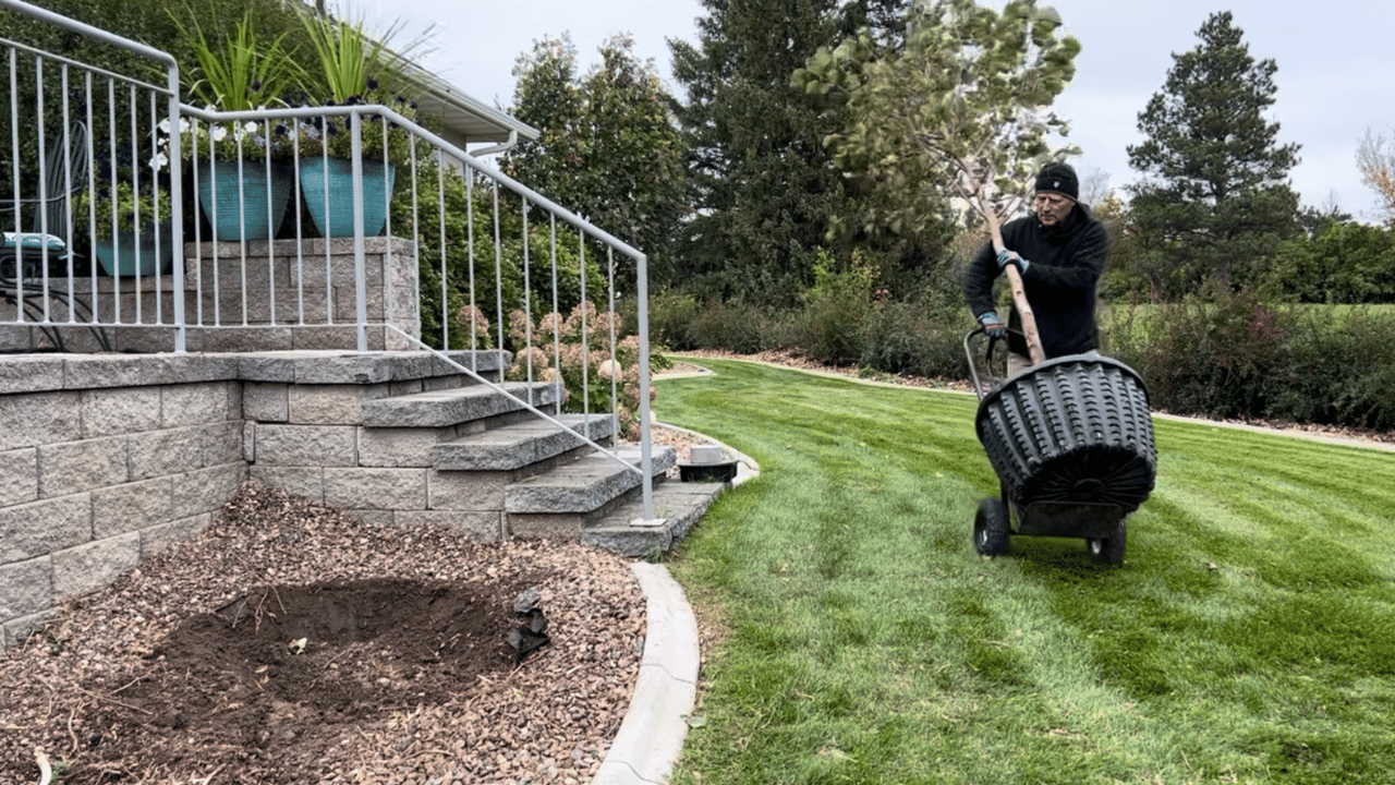 Planting A Prairie Horizon Manchurian Alder