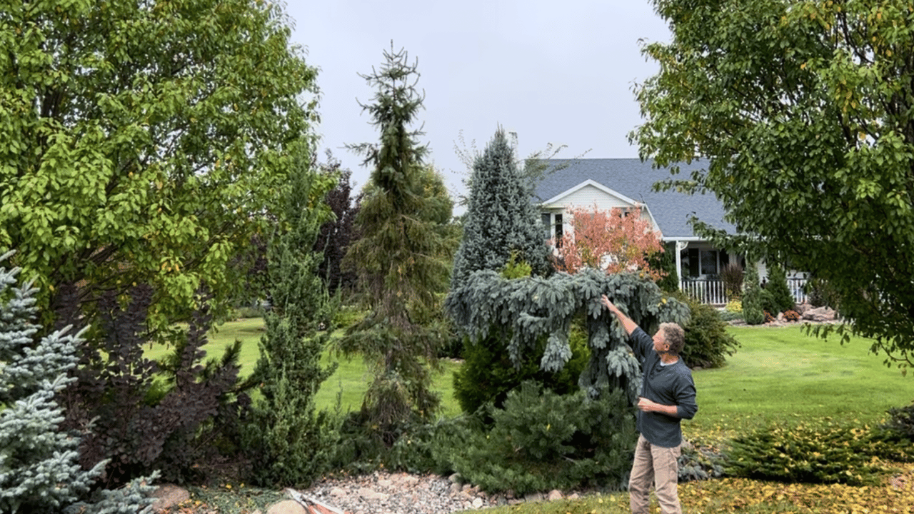 Opening Up Space and Light For A Conifer Garden: Spring Snow Crab Pruning
