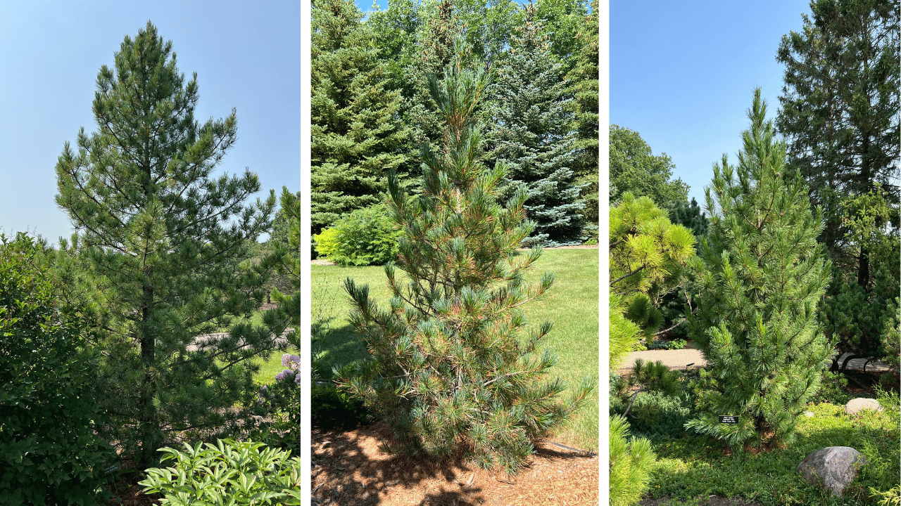 Swiss Stone Pine | Hardy, Adaptable, Compact