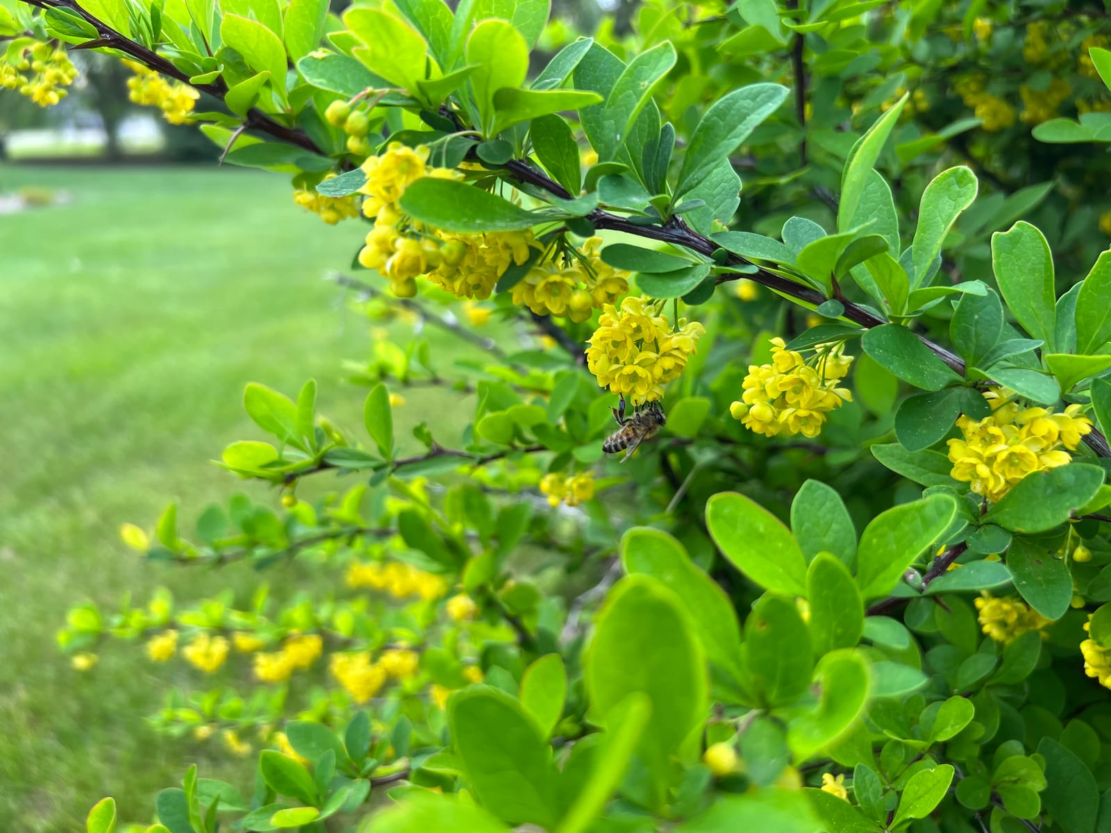 Five Beautiful Shrubs That Attract Pollinators