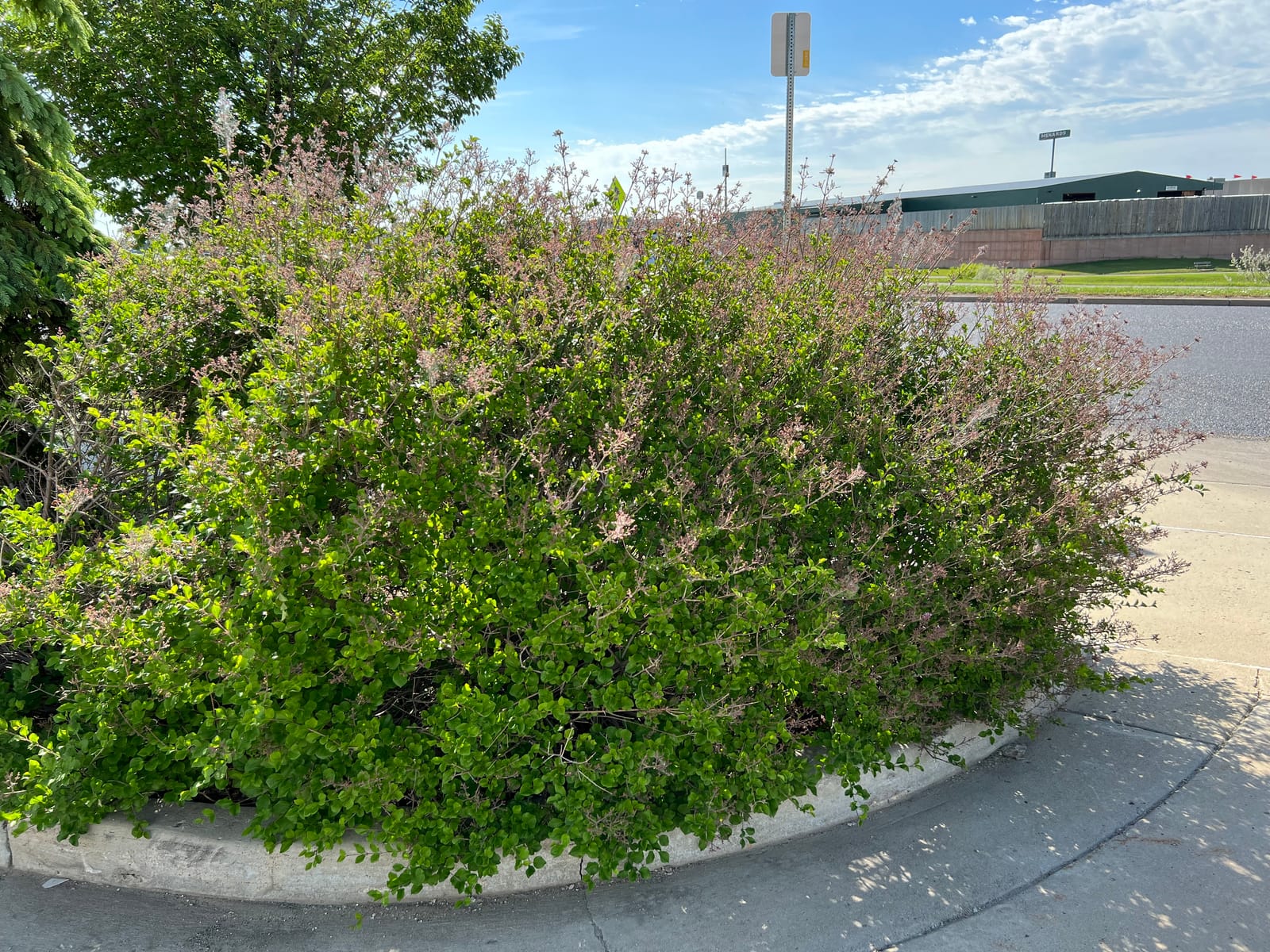 Dwarf Korean Lilac Tree Pruning To Reduce Size