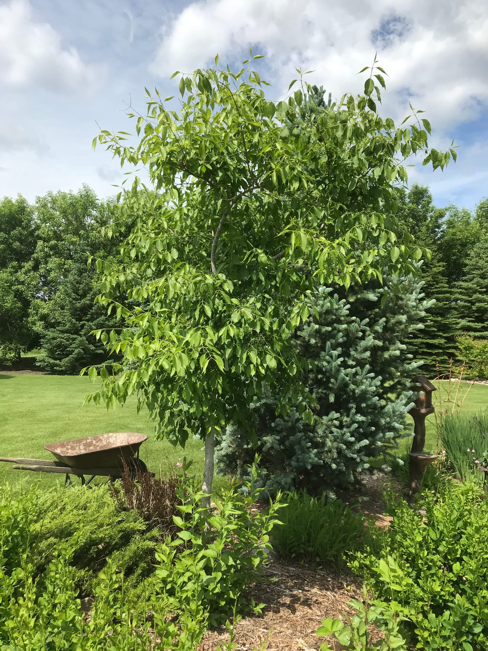 Dwarf Burning Bush | Euonymus alatus 'Compactus'