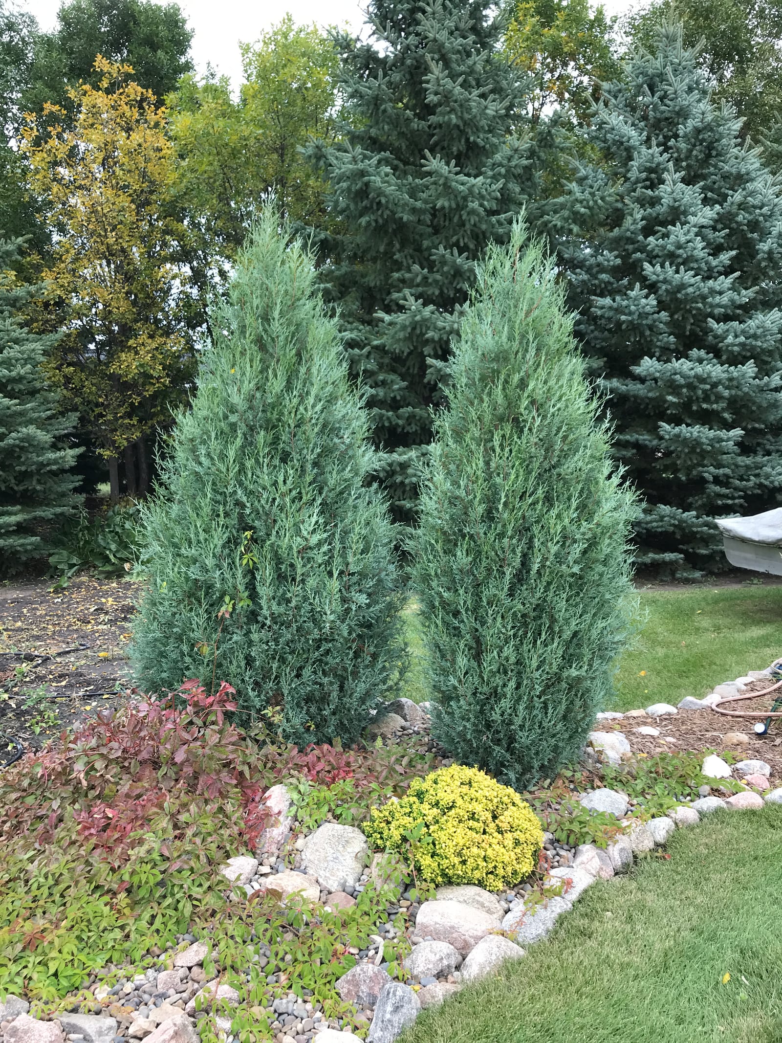 Hardy Junipers For Your Landscape: So Many Sizes, Shapes, And Colors
