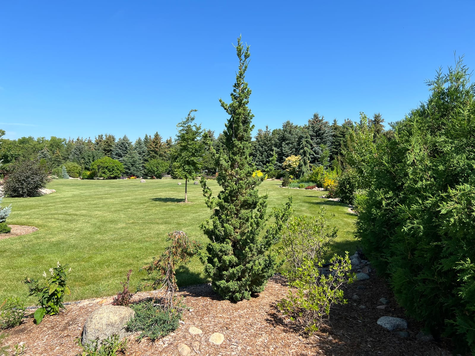 Hardy Junipers For Your Landscape: So Many Sizes, Shapes, And Colors