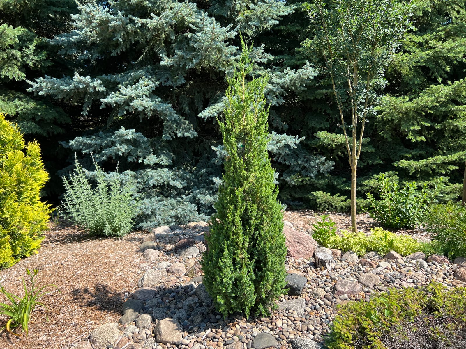 Hardy Junipers For Your Landscape: So Many Sizes, Shapes, And Colors