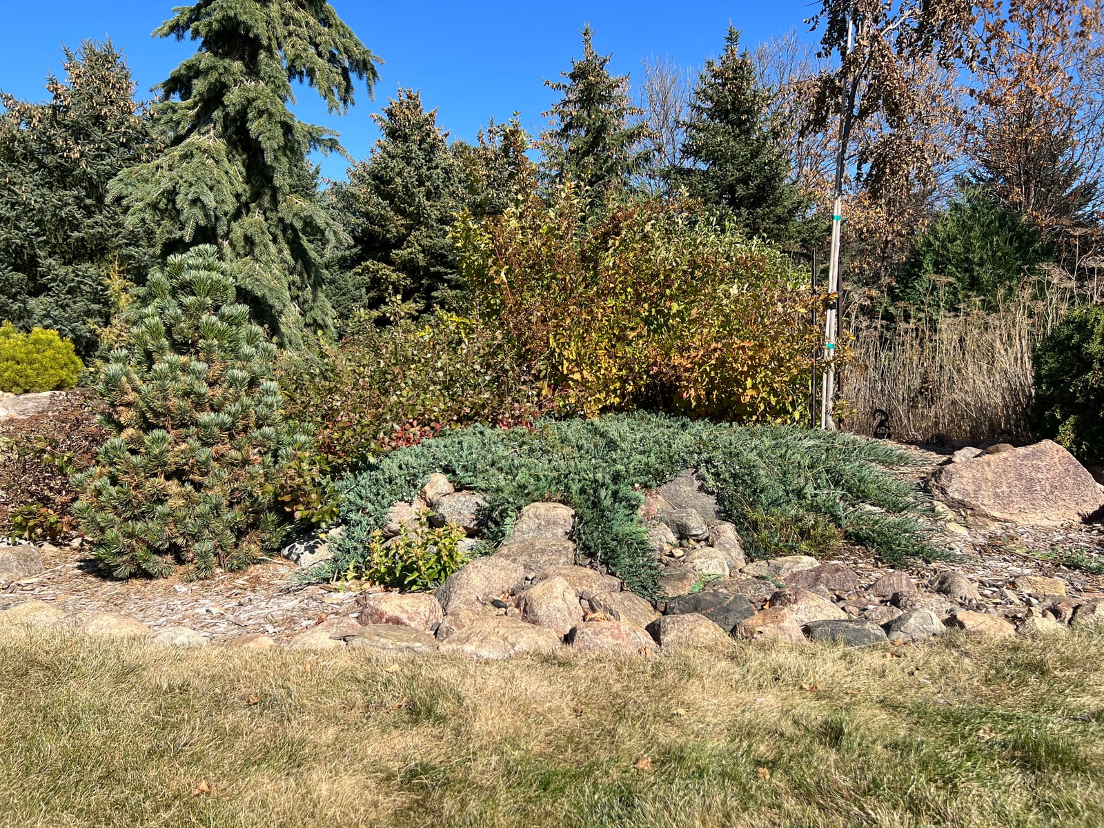 Hardy Junipers For Your Landscape: So Many Sizes, Shapes, And Colors