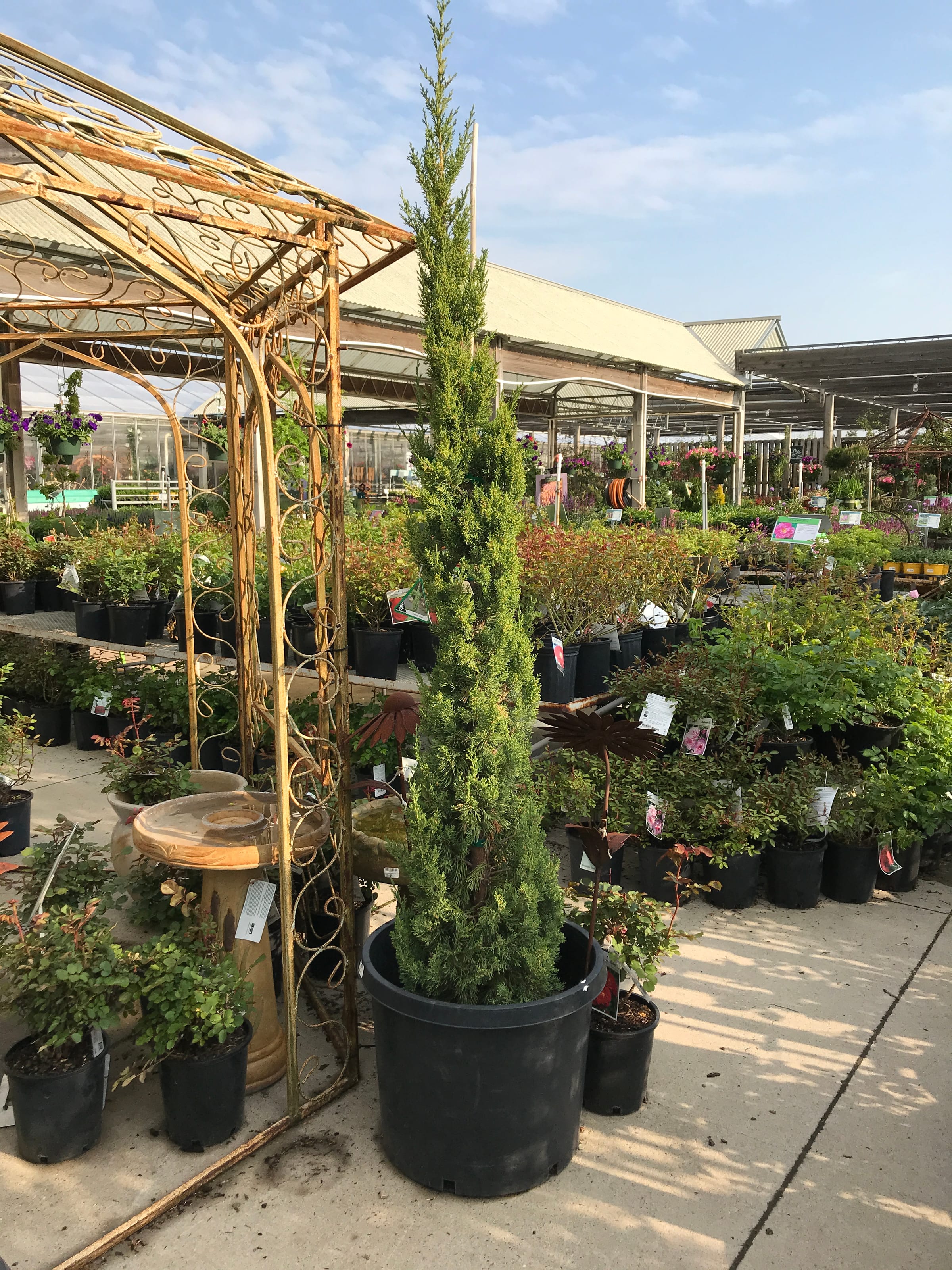 Hardy Junipers For Your Landscape: So Many Sizes, Shapes, And Colors