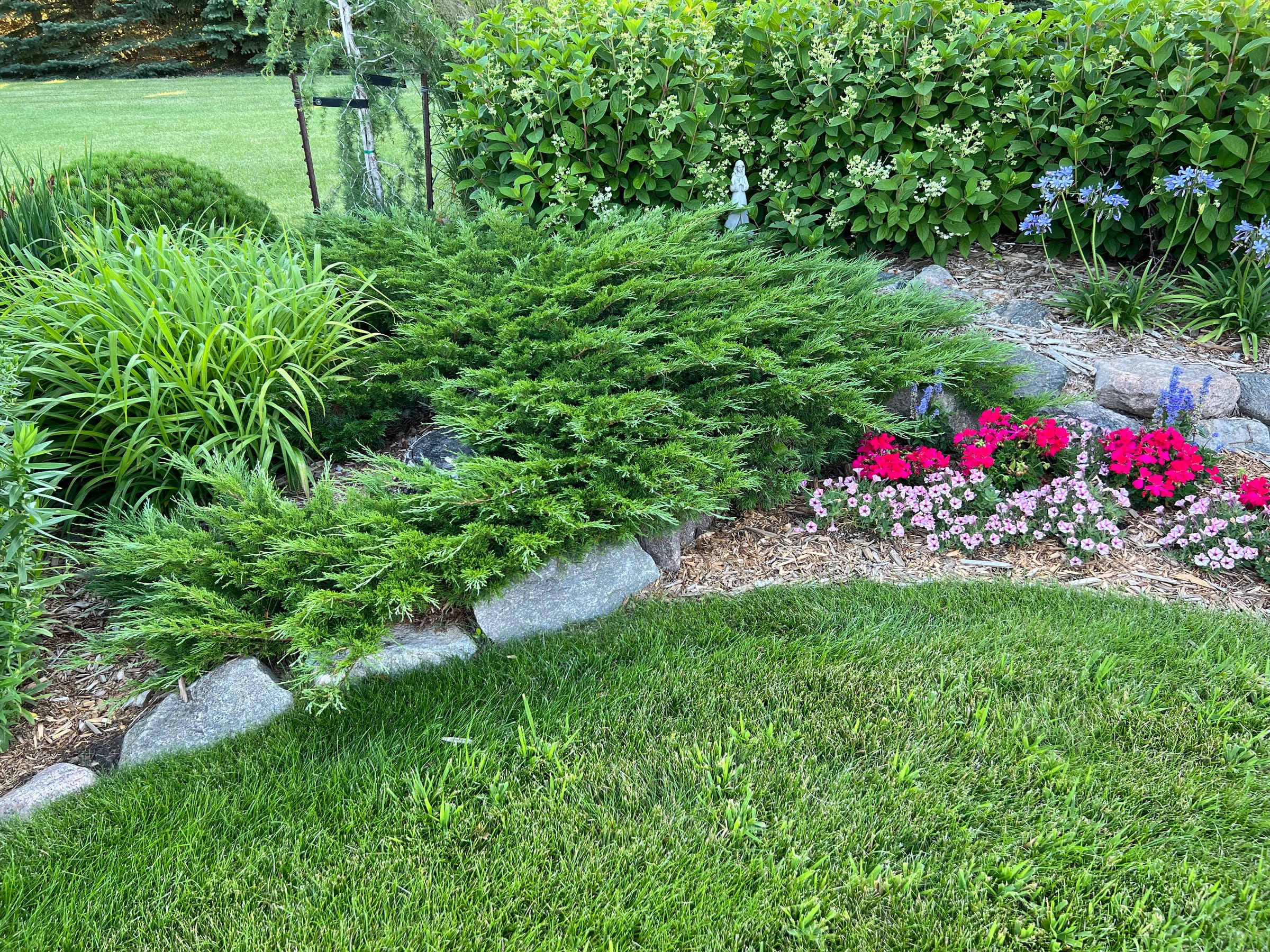 Hardy Junipers For Your Landscape: So Many Sizes, Shapes, And Colors