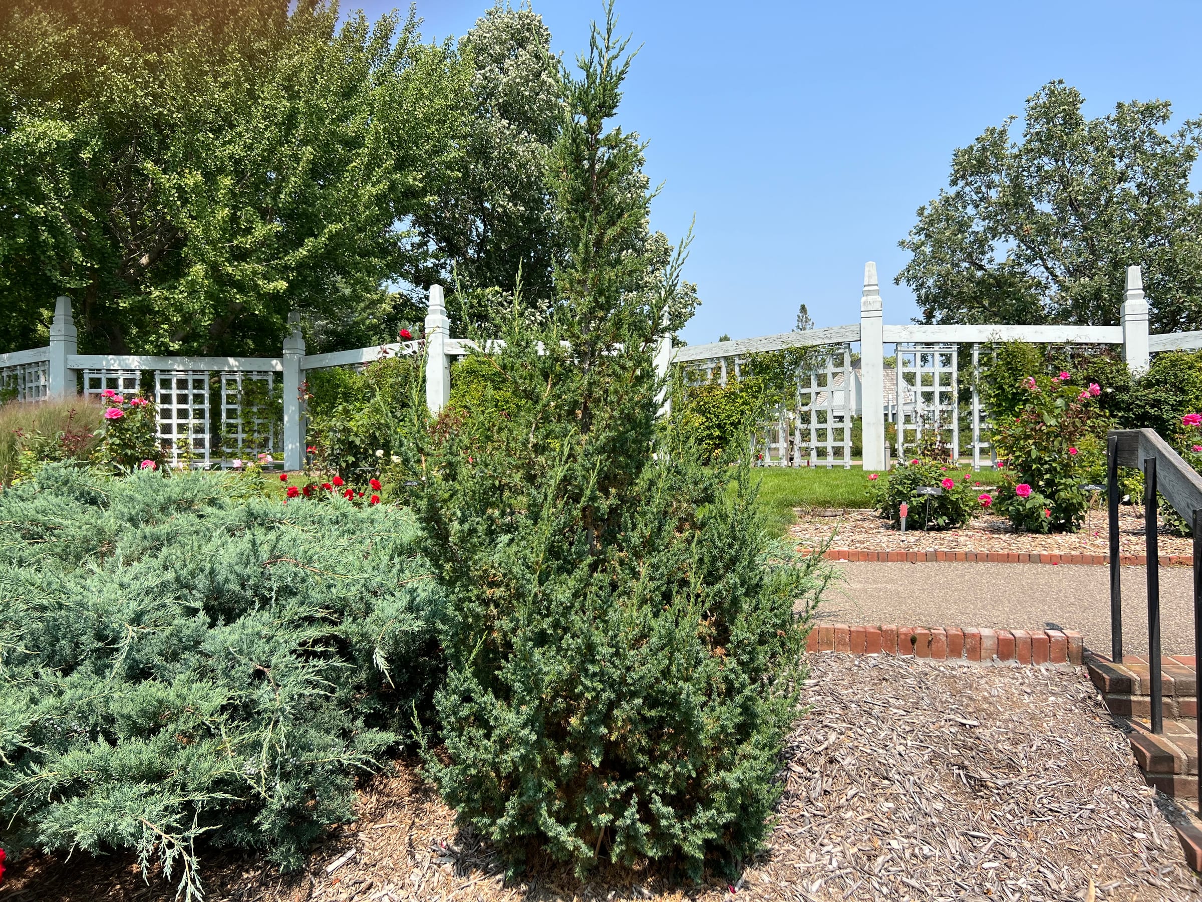 Hardy Junipers For Your Landscape: So Many Sizes, Shapes, And Colors