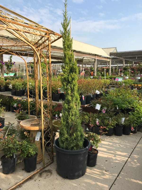 Hardy Junipers For Your Landscape: So Many Sizes, Shapes, And Colors